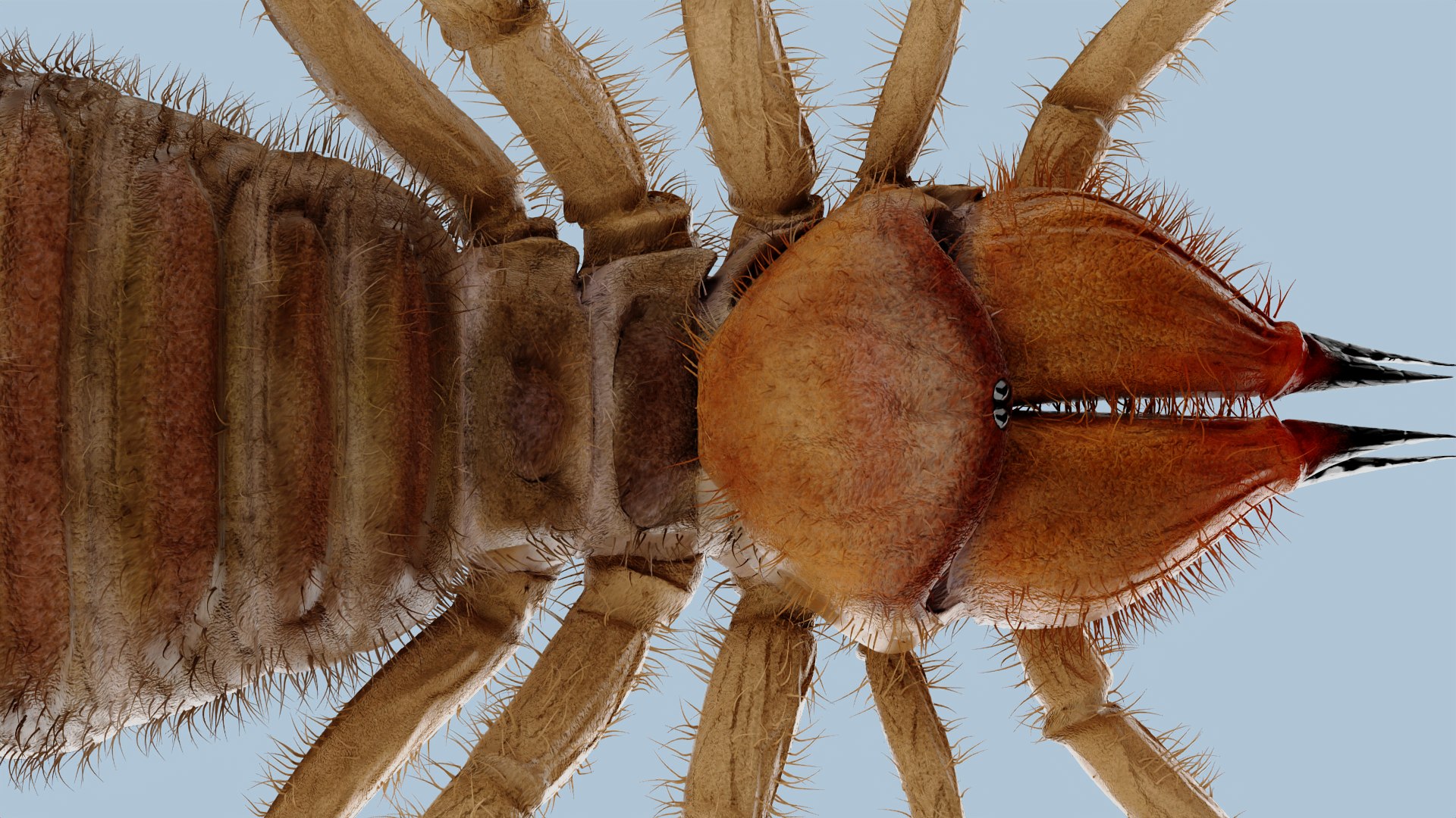 3D Model Monstrous Solifugae - TurboSquid 2081300