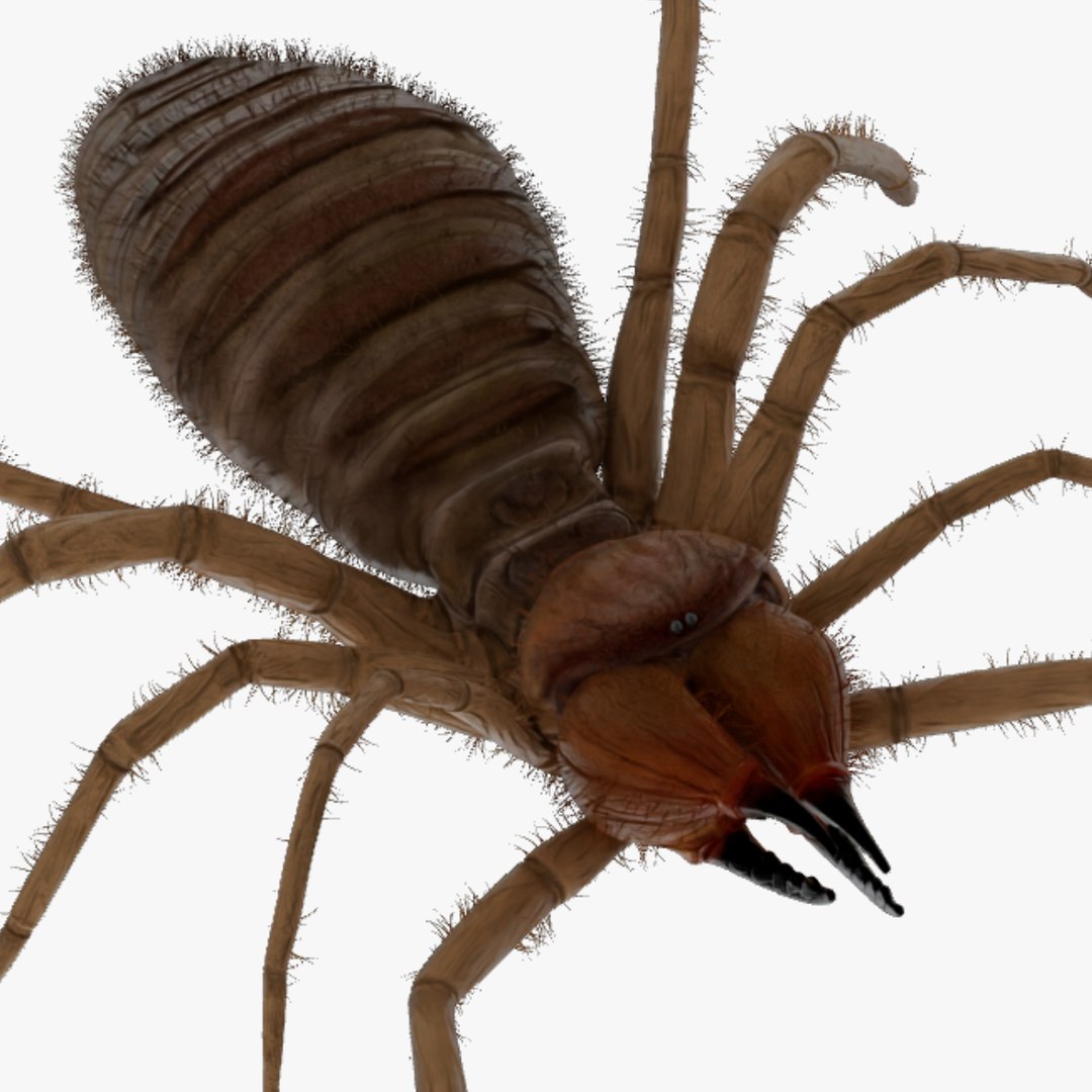 modelo 3d Monstrous Solifugae - TurboSquid 2081300