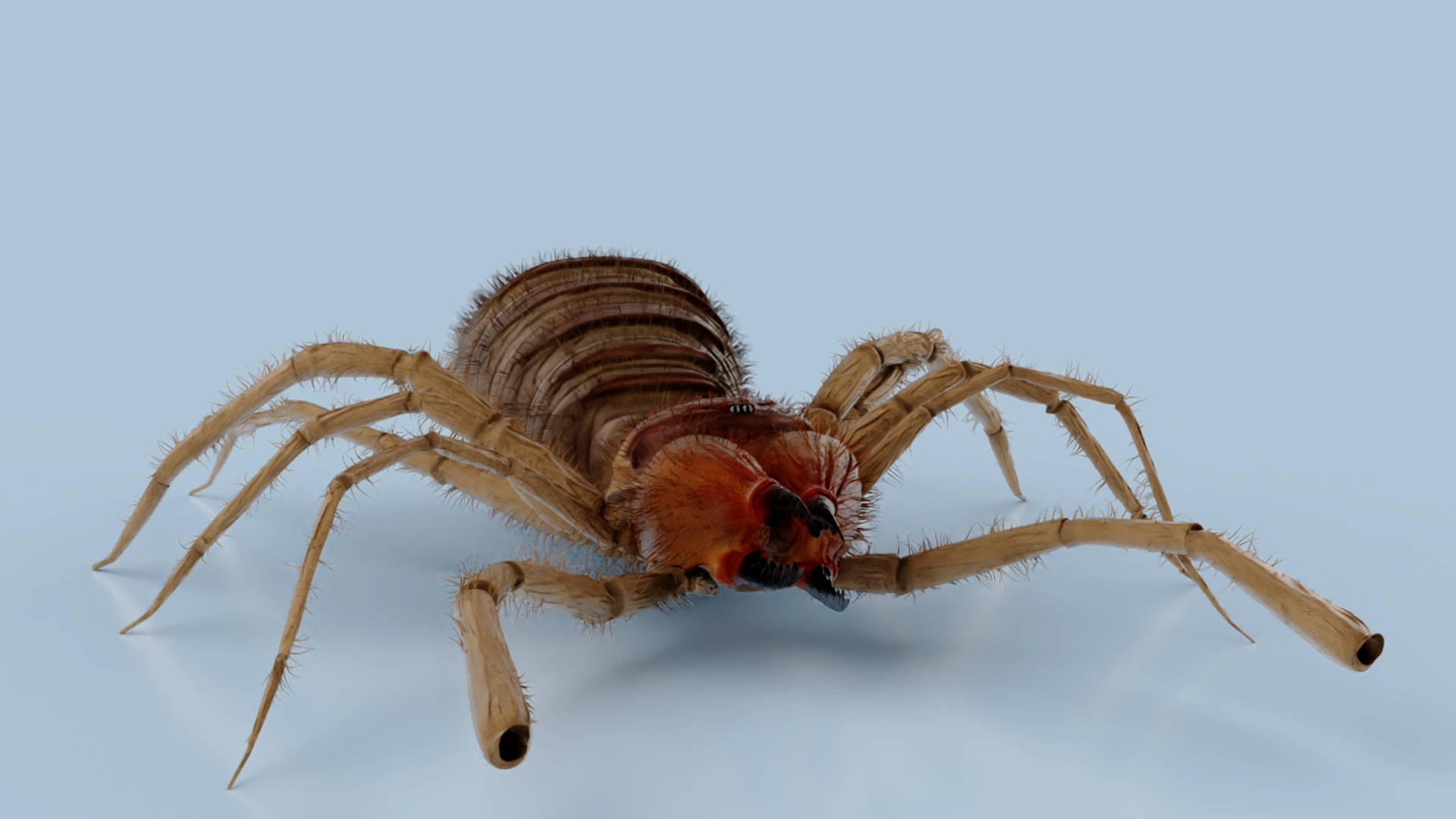3D Model Monstrous Solifugae - TurboSquid 2081300