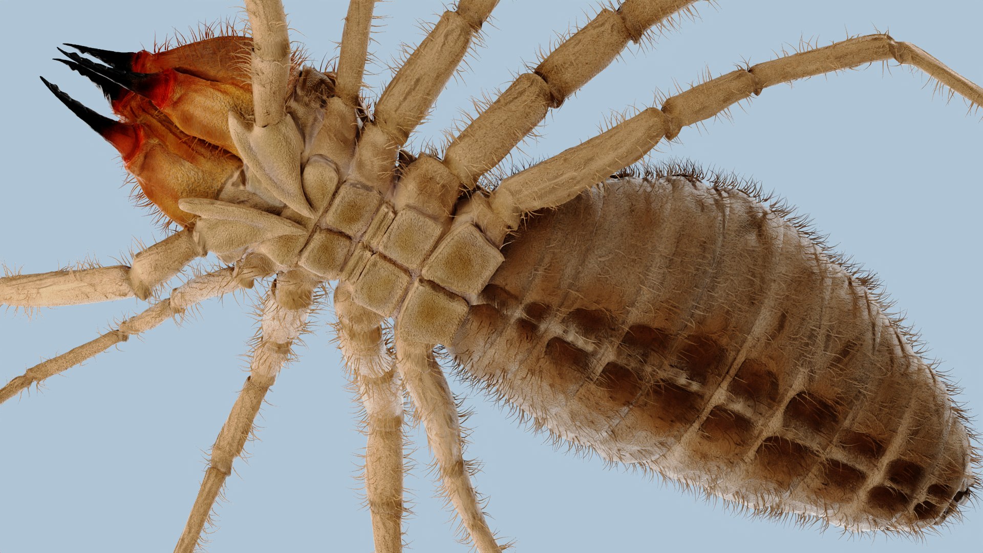 3D Model Monstrous Solifugae - TurboSquid 2081300