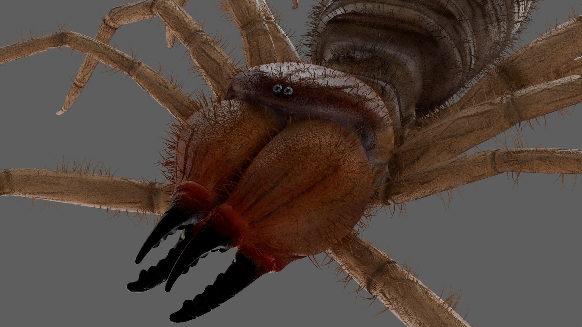 3D model Monstrous Solifugae - TurboSquid 2081300