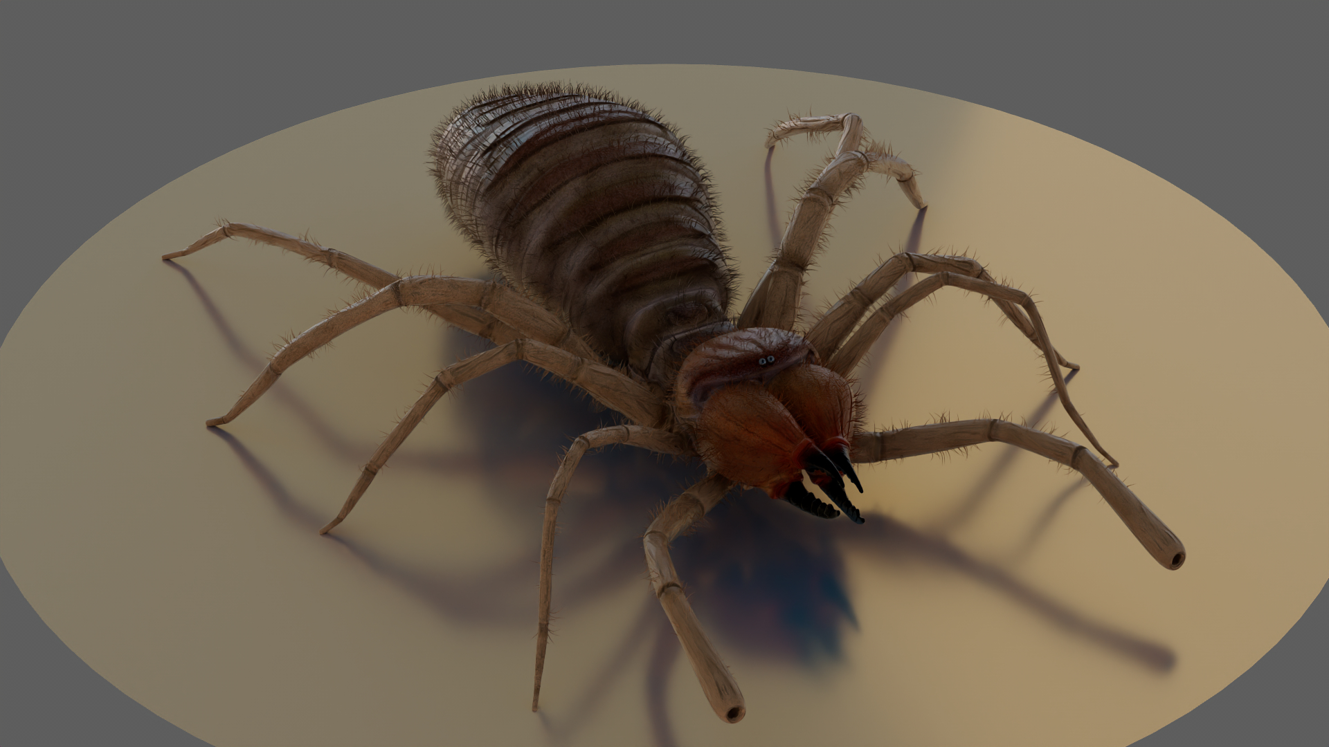 3D model Monstrous Solifugae - TurboSquid 2081300