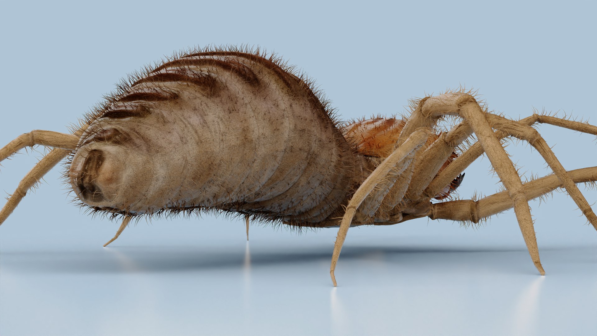 3D Model Monstrous Solifugae - TurboSquid 2081300