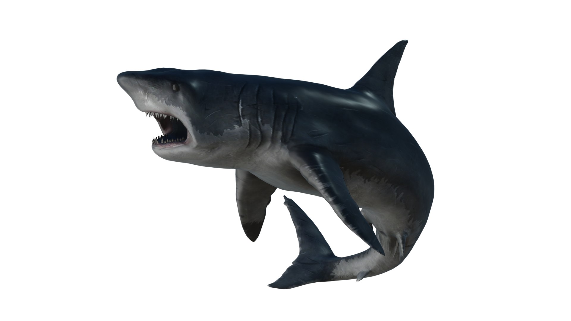 3D Model Realistic Shark - TurboSquid 2056280