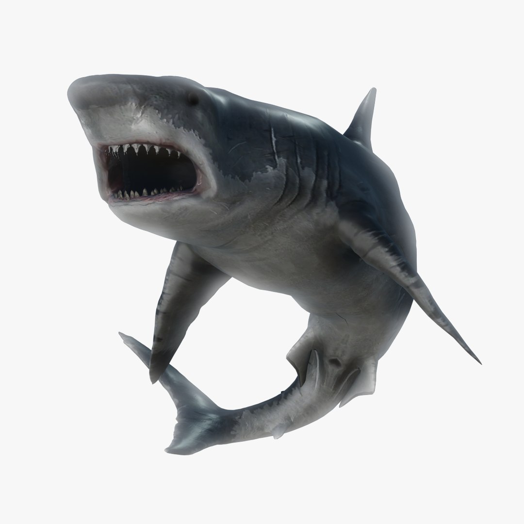 3D Model Realistic Shark - TurboSquid 2056280