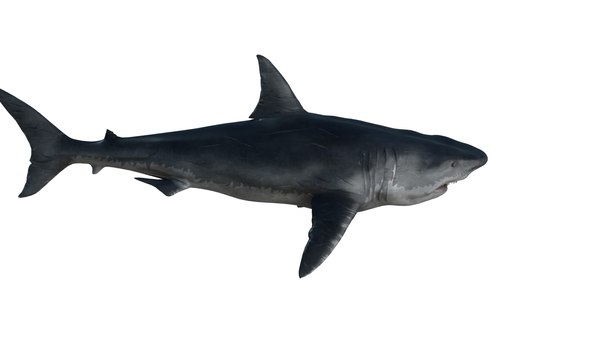 modelo 3d Realistic Shark - TurboSquid 2056280