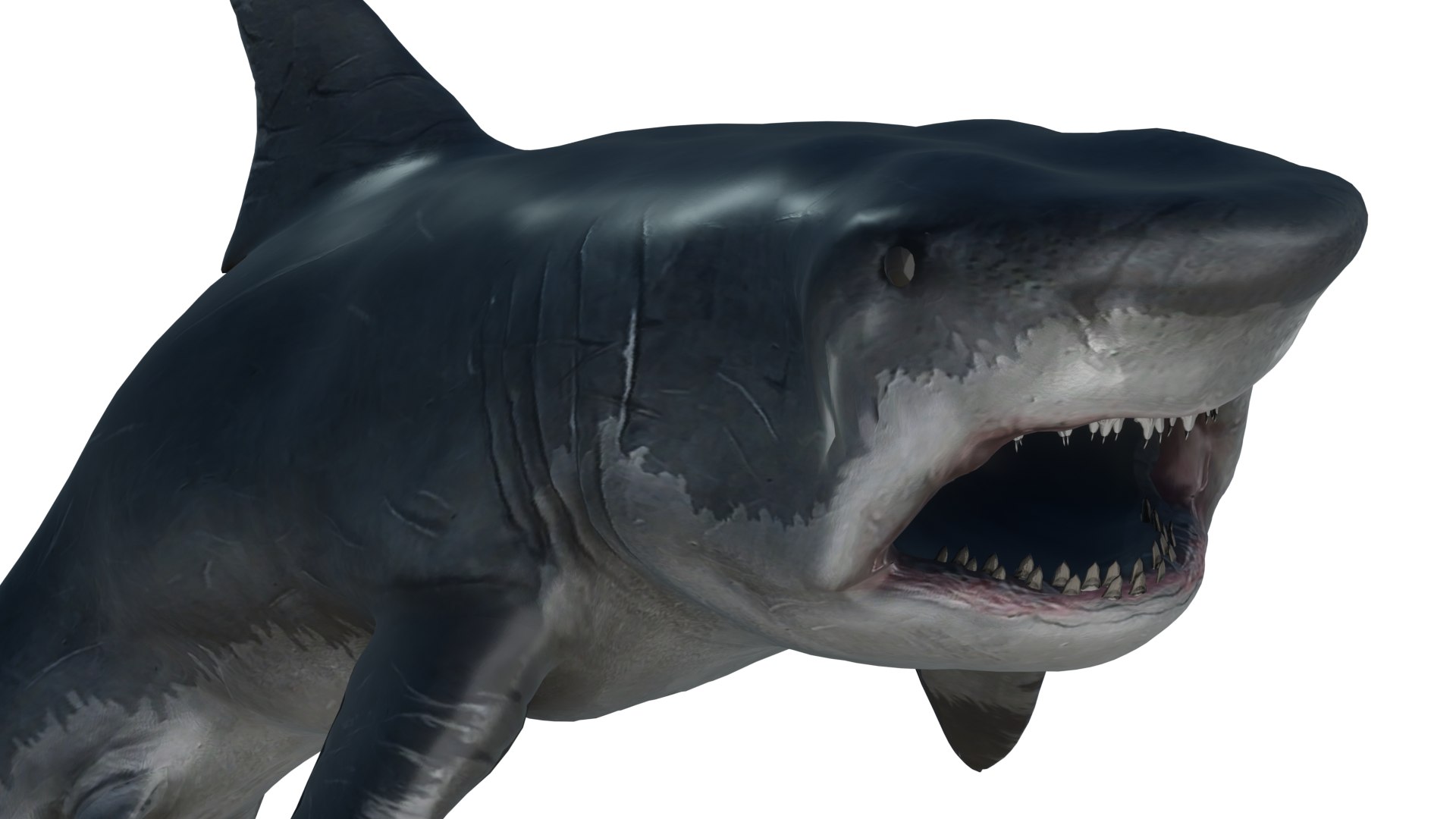 3D Model Realistic Shark - TurboSquid 2056280