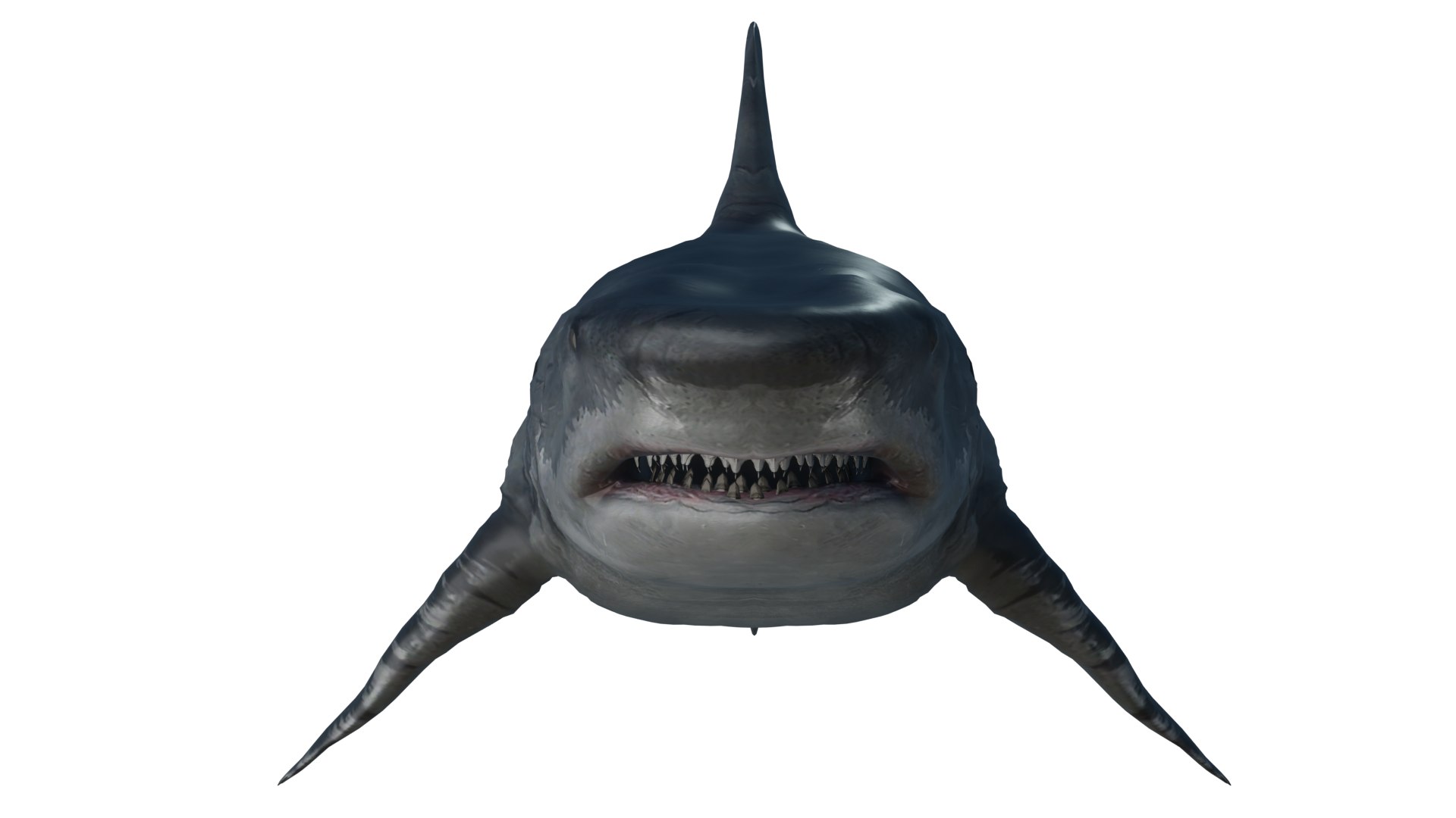 3D Model Realistic Shark - TurboSquid 2056280