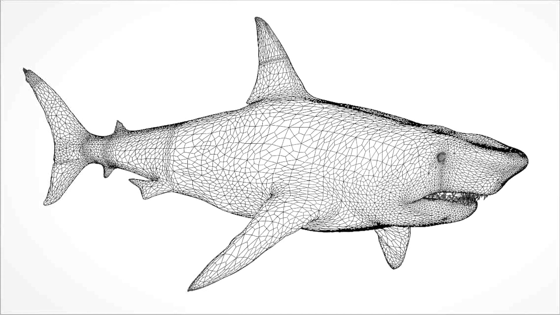 3D Model Realistic Shark - TurboSquid 2056280