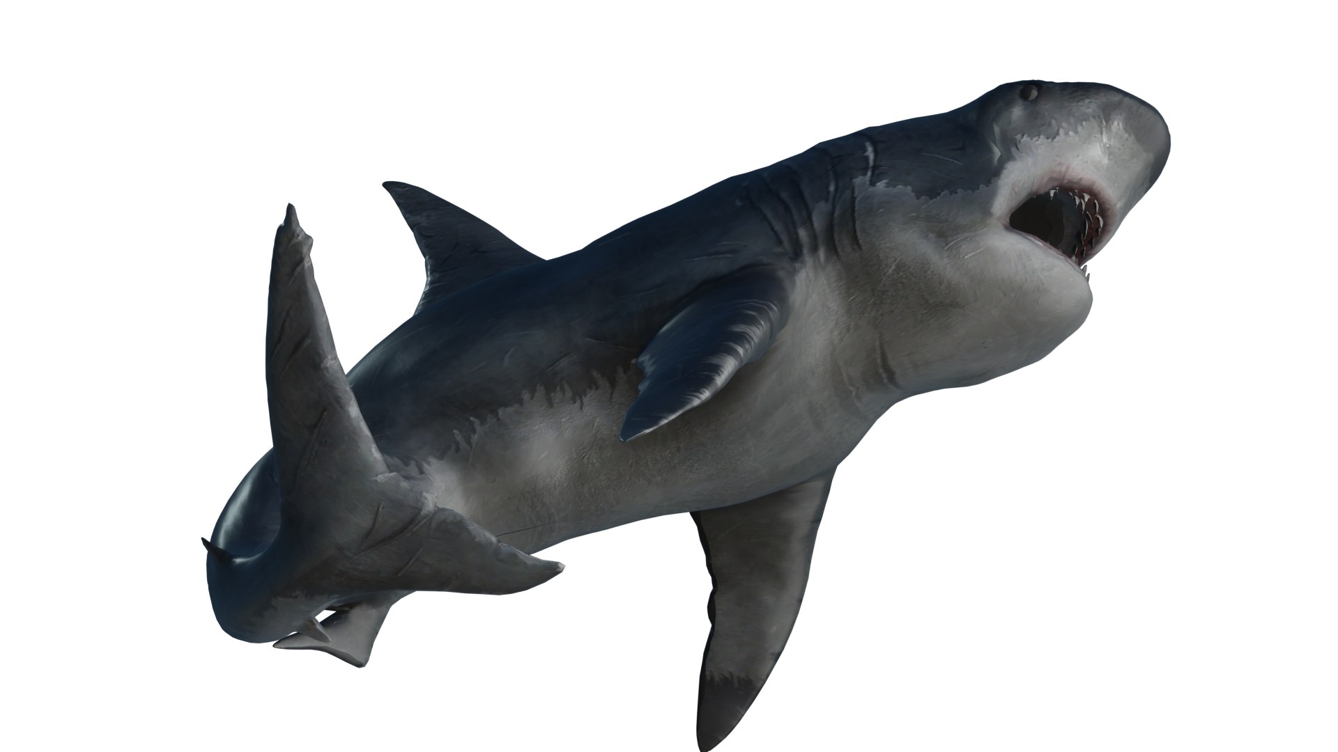 3D Model Realistic Shark - TurboSquid 2056280