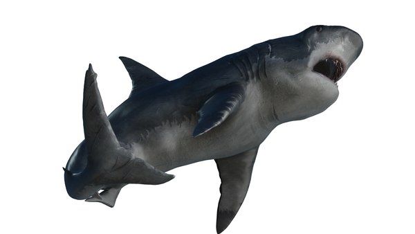 modelo 3d Realistic Shark - TurboSquid 2056280