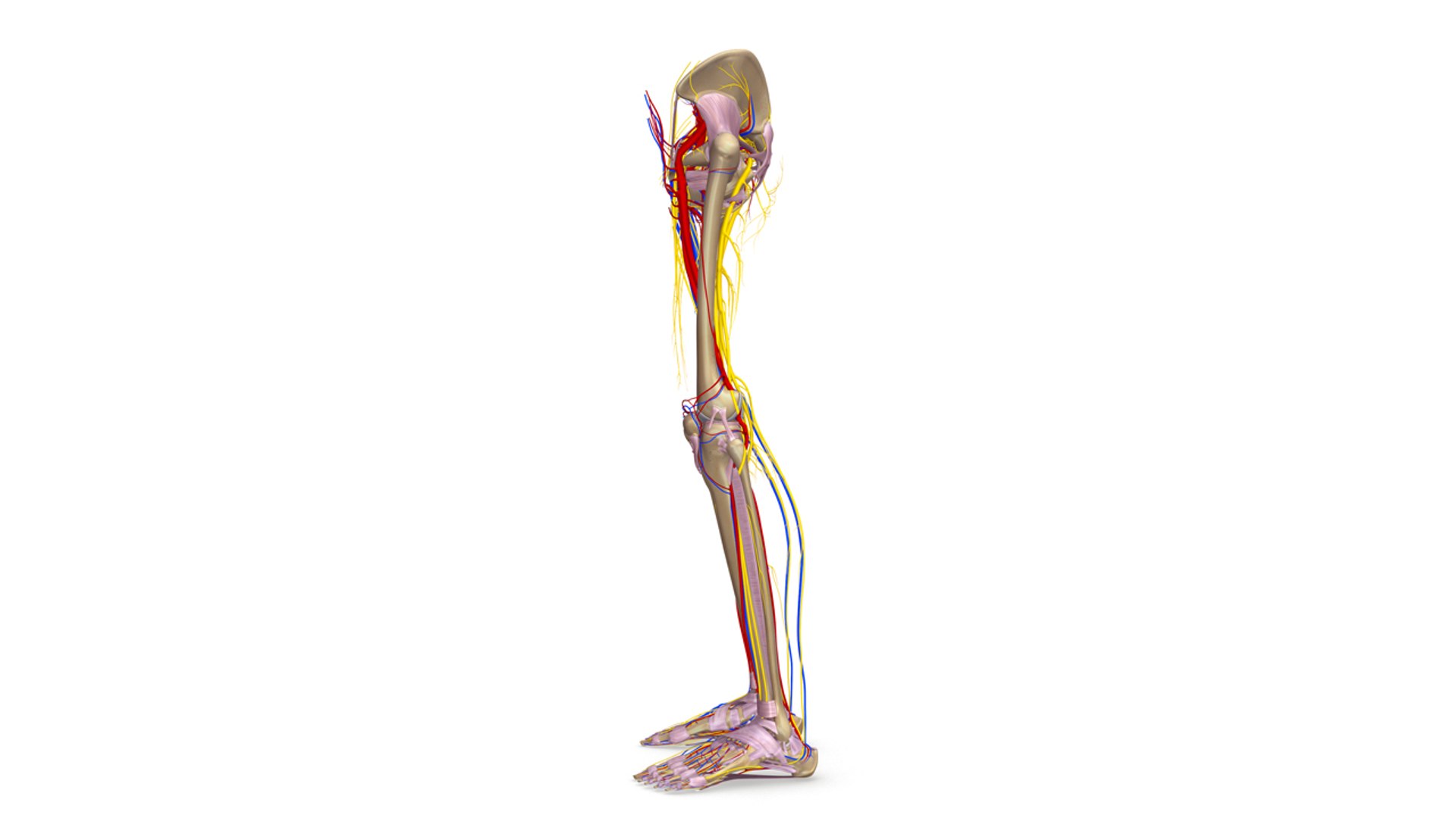 Lower Limbs 3d Model