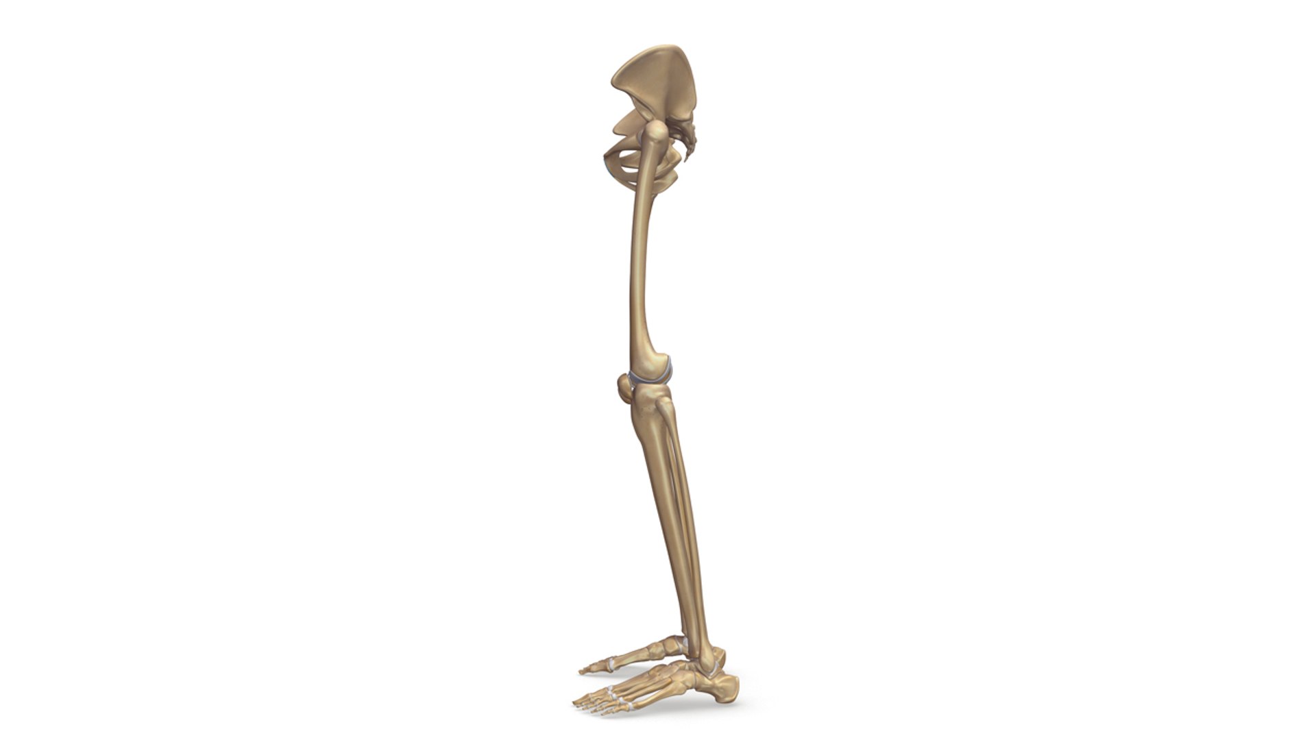 Lower Limbs 3d Model