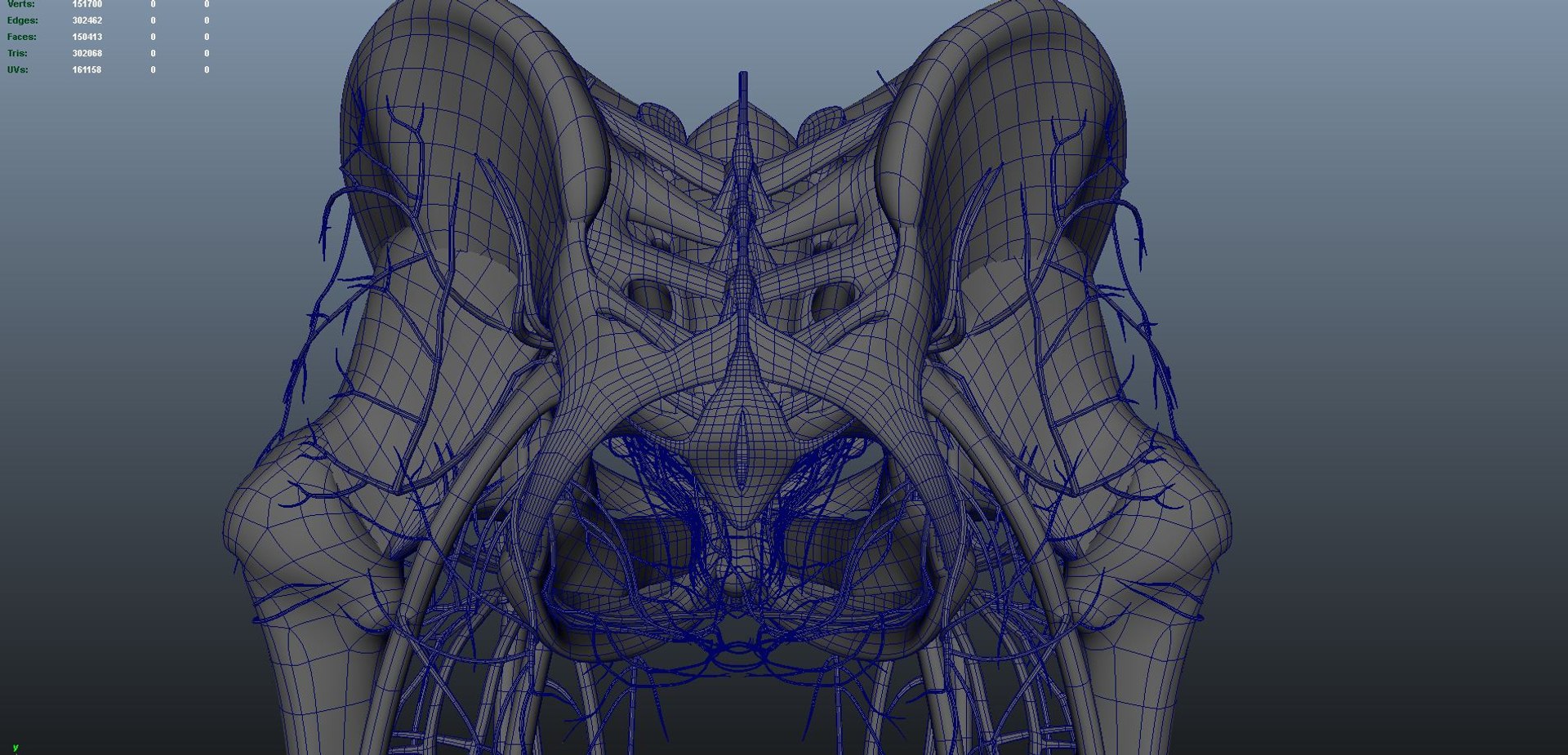 Lower Limbs 3d Model