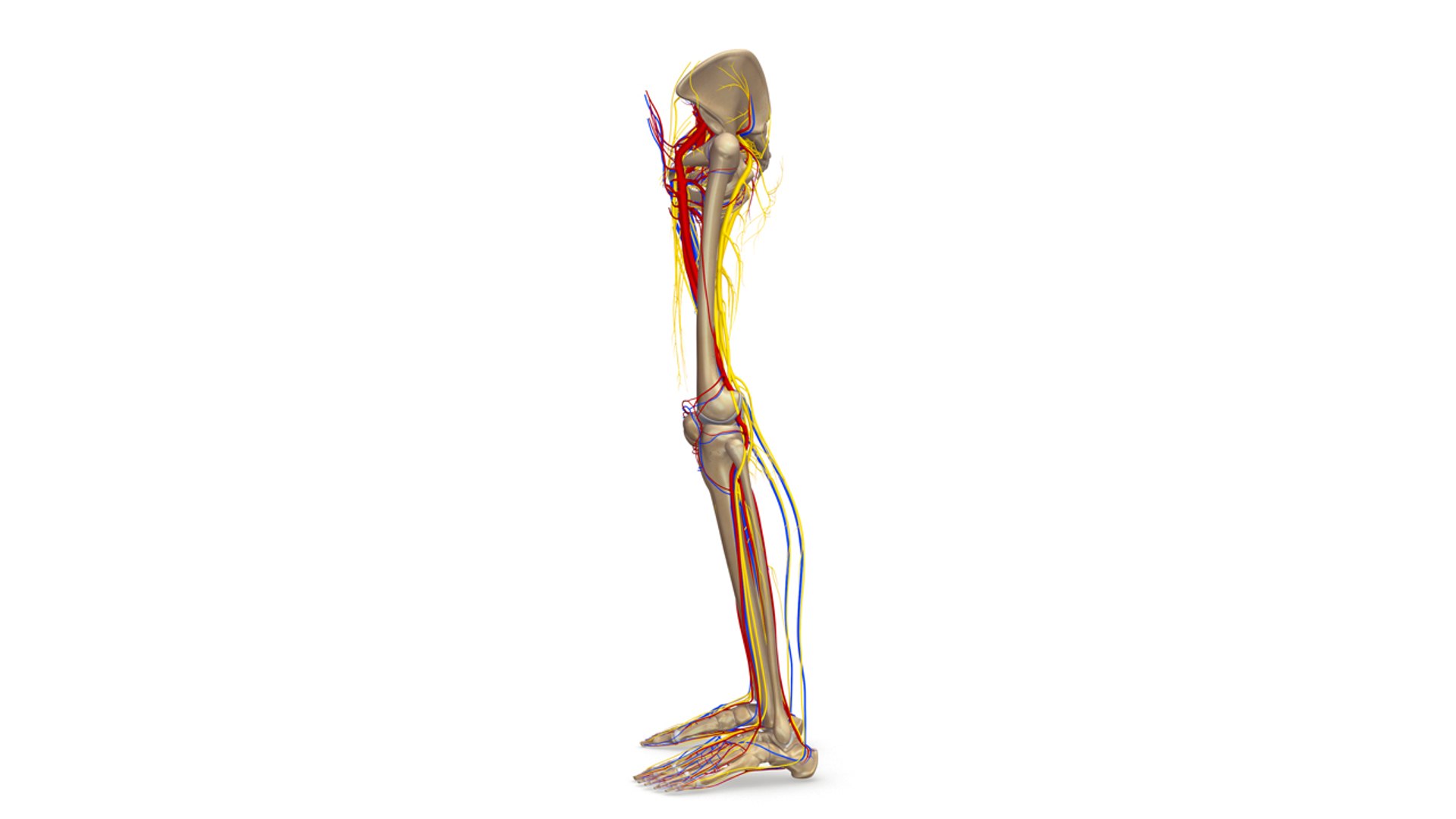 Lower Limbs 3d Model