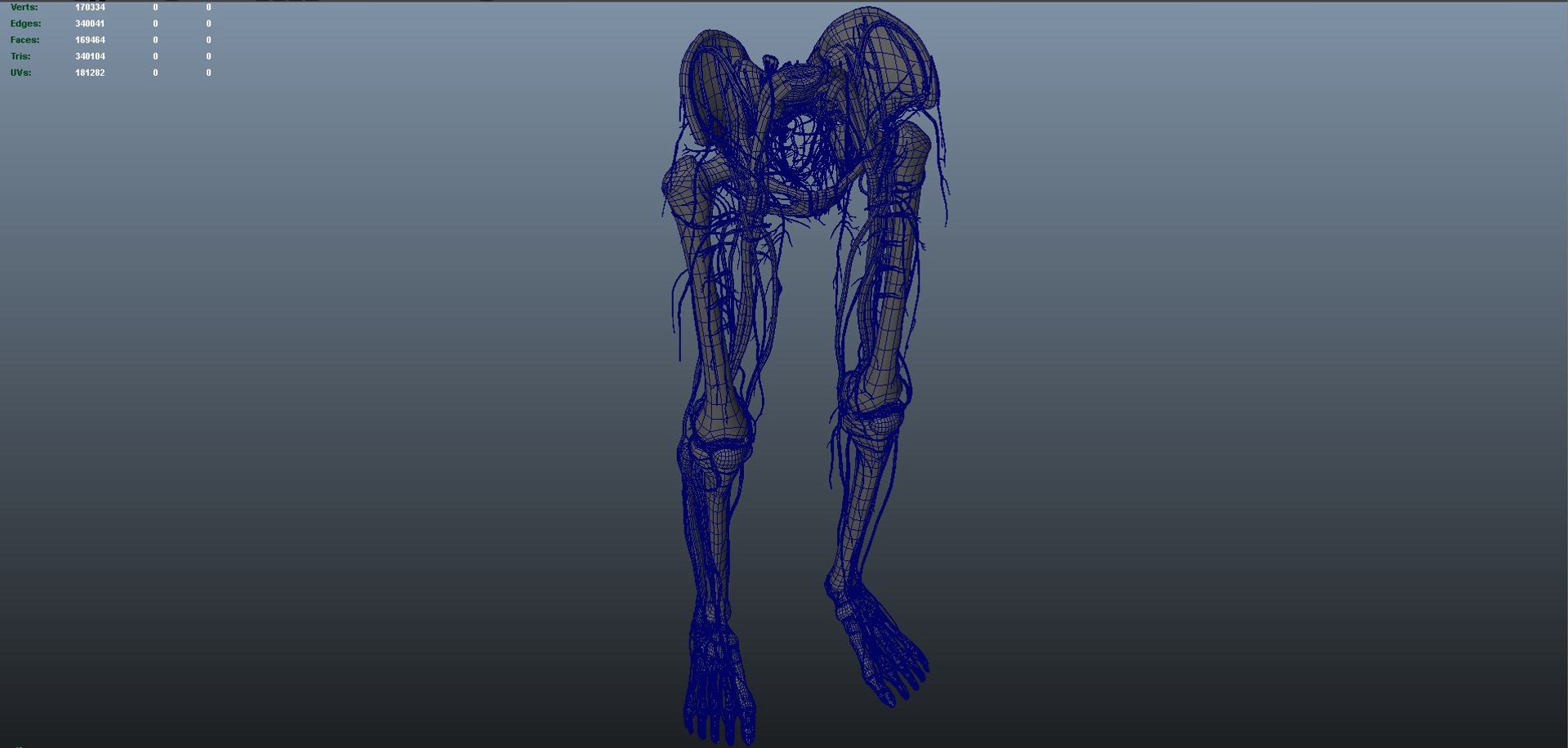 Lower Limbs 3d Model