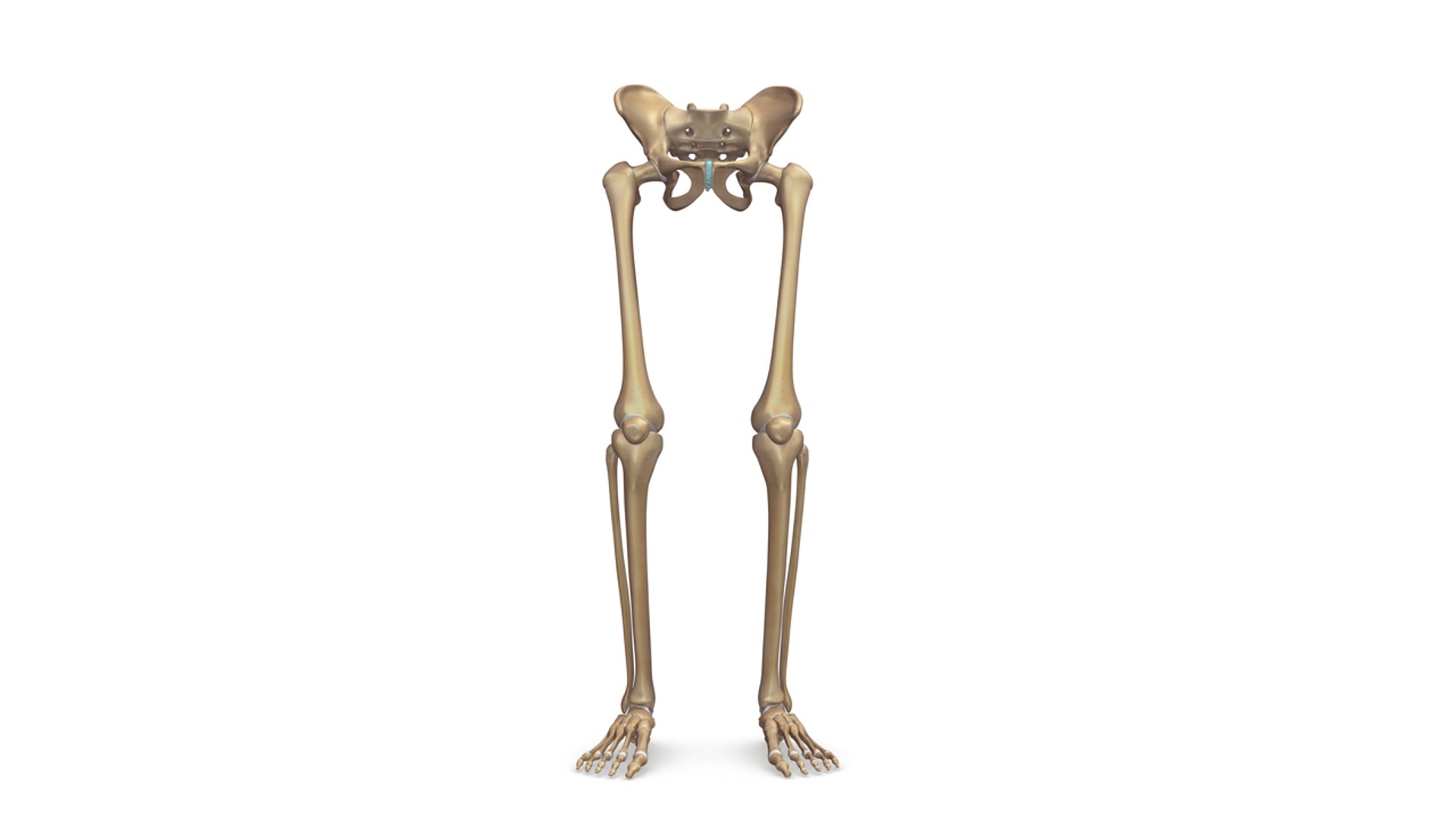Lower Limbs 3d Model