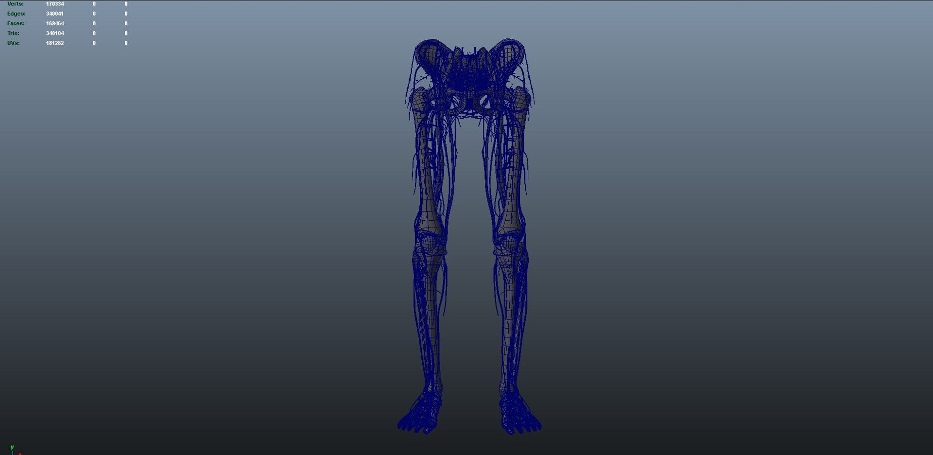 Lower Limbs 3d Model