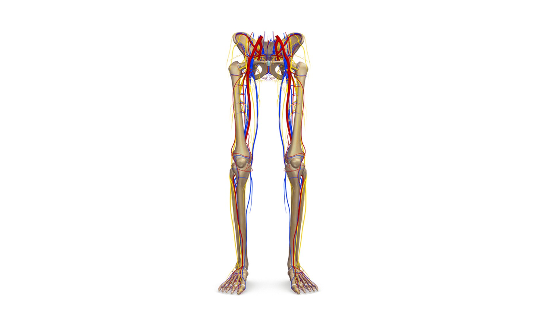 Lower Limbs 3d Model
