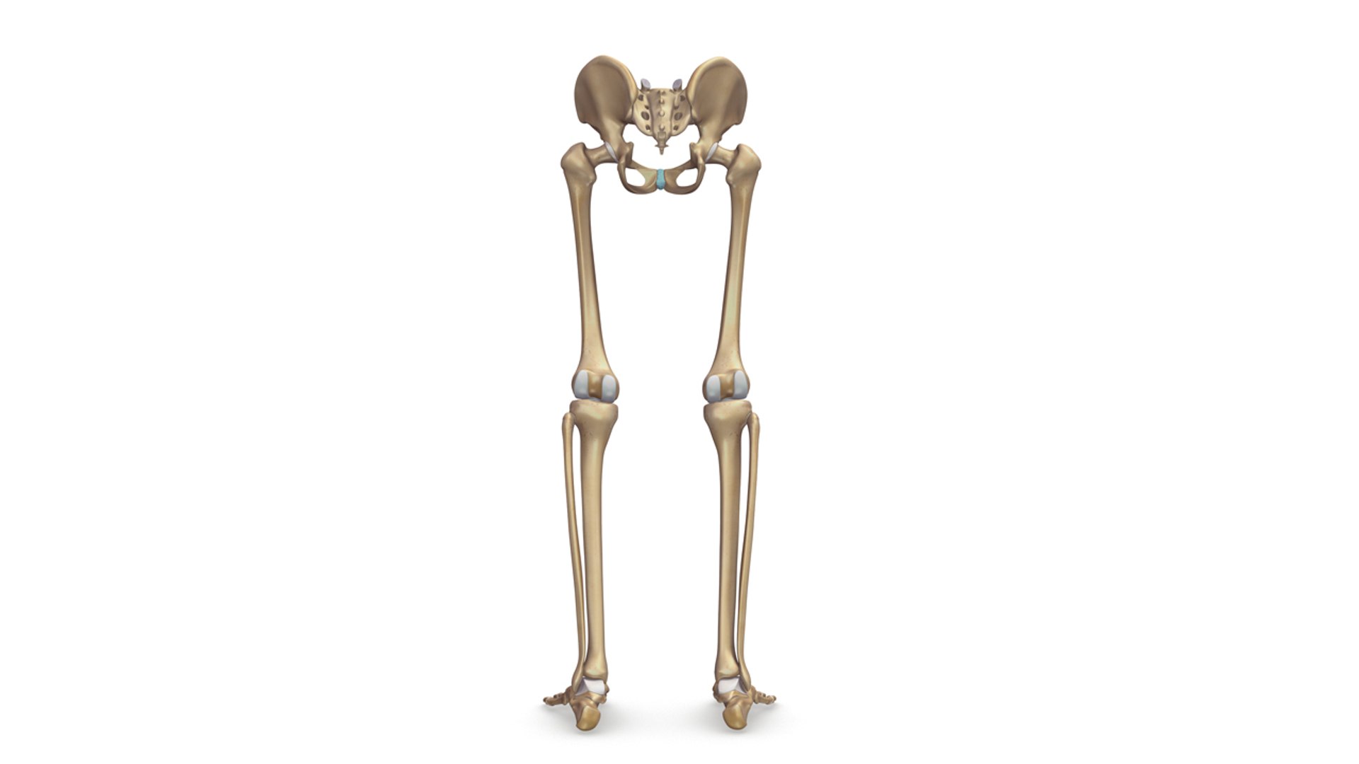 Lower Limbs 3d Model