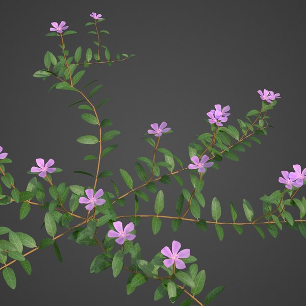 3D Vinca Models | TurboSquid