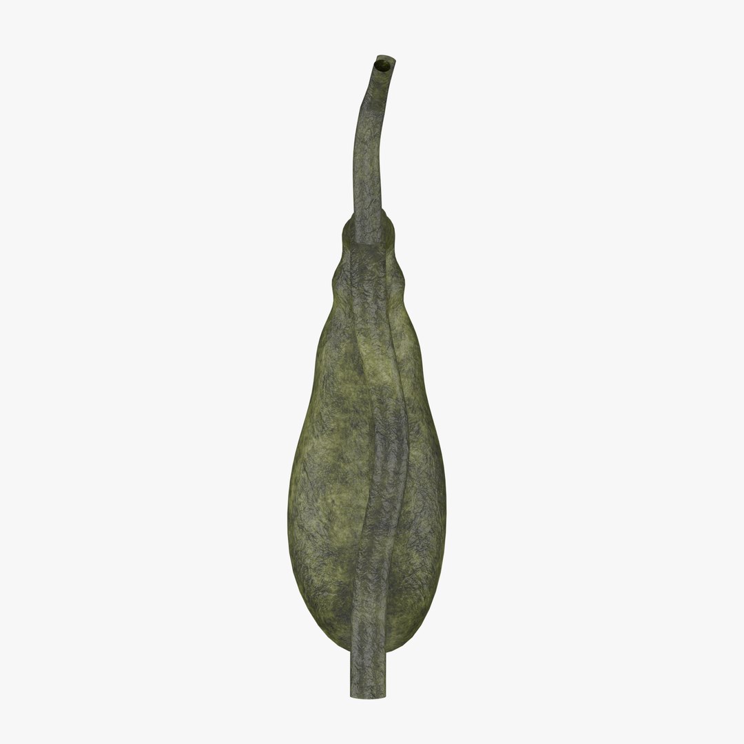 Gallbladder 3D Model 3D Model - TurboSquid 2218324