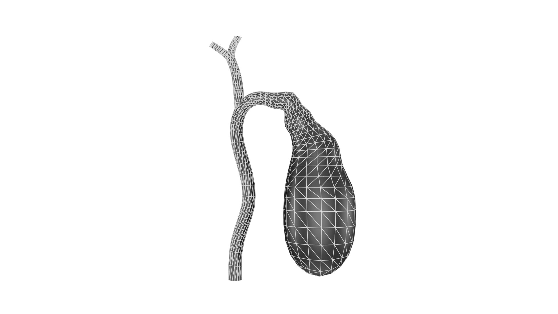 Gallbladder 3D Model - Realistic Human Intestines Anatomy 3D Model ...