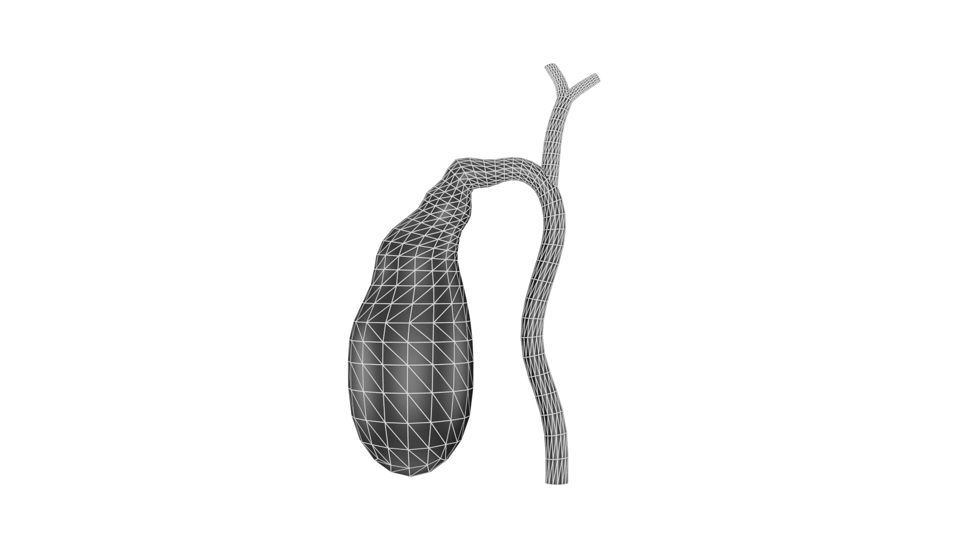Gallbladder 3D Model 3D Model - TurboSquid 2218324