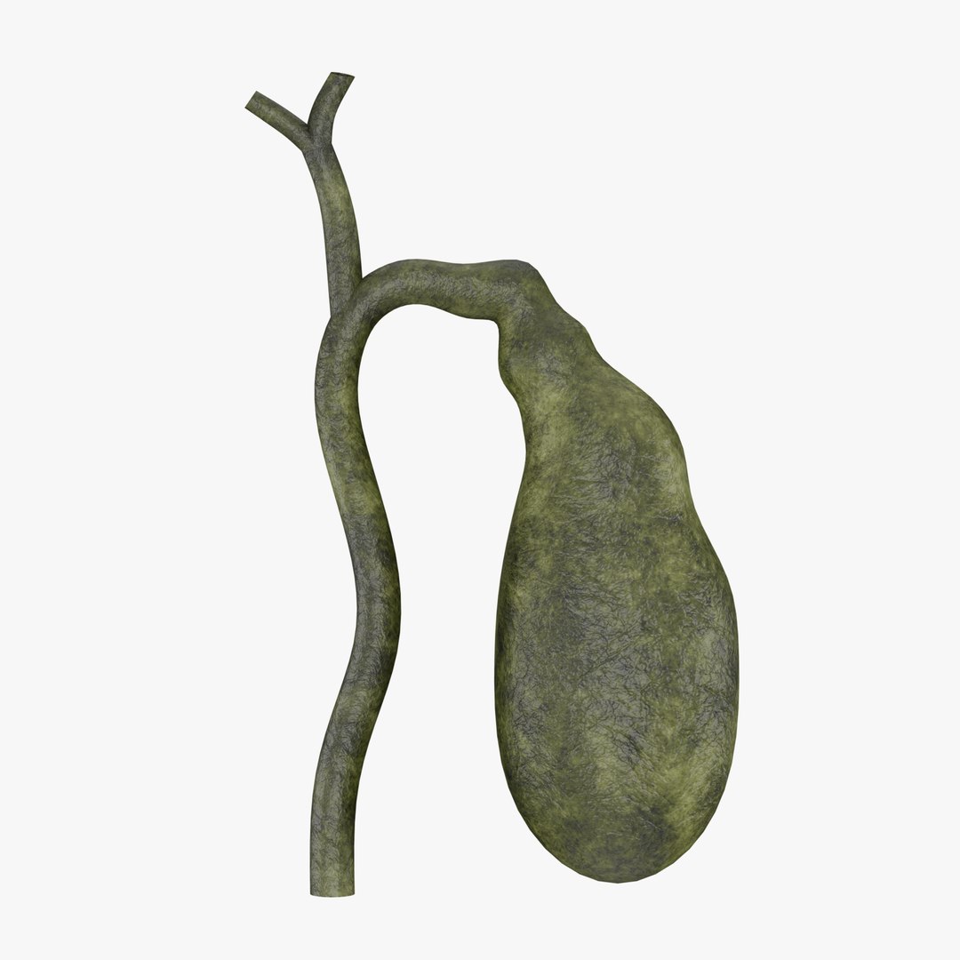 Gallbladder 3D Model 3D Model - TurboSquid 2218324
