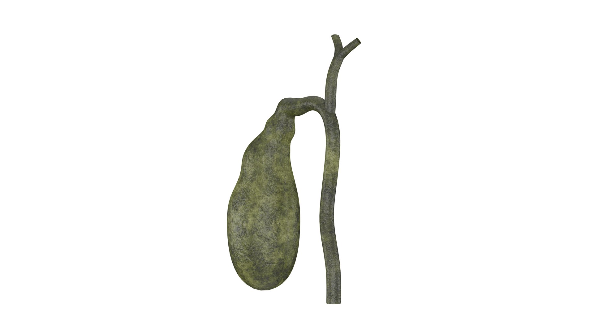 Gallbladder 3D Model - Realistic Human Intestines Anatomy 3D Model ...