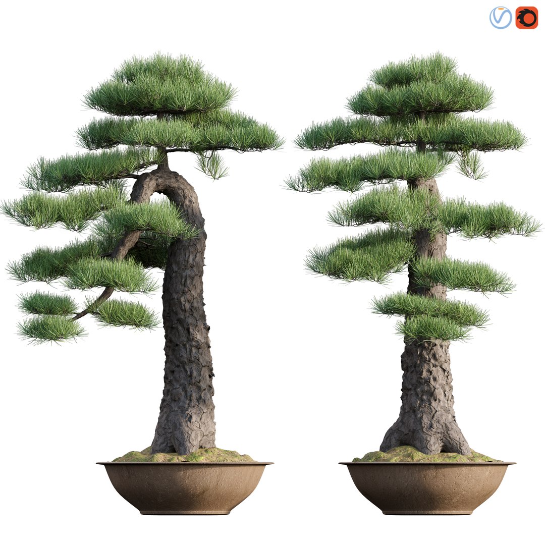 3D Pine Bonsai Model - TurboSquid 1867019