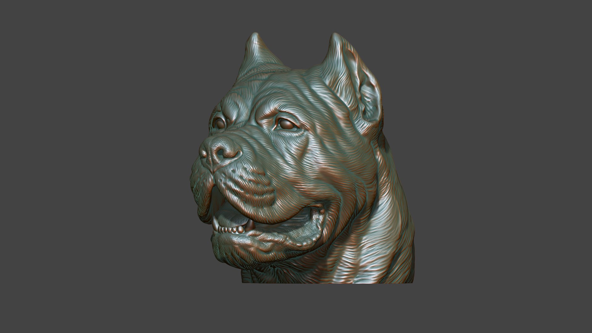 3D Canne Corso Bust Version 2 Model - TurboSquid 2258005