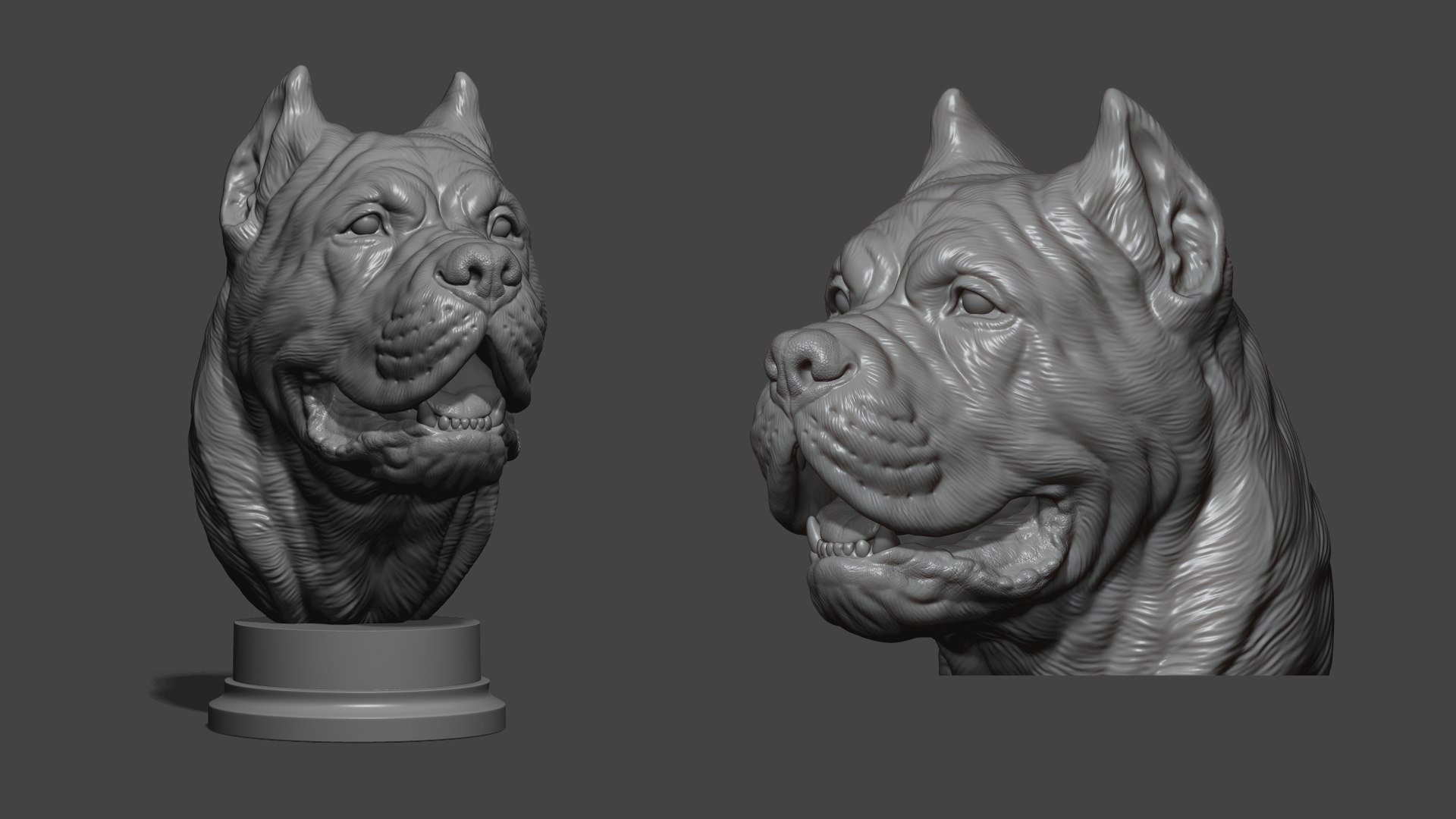 3D Canne Corso Bust Version 2 Model - TurboSquid 2258005