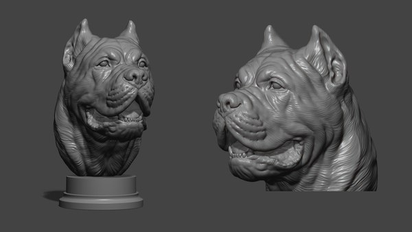 modelo 3d Canne Corso busto versión 2 - TurboSquid 2258005