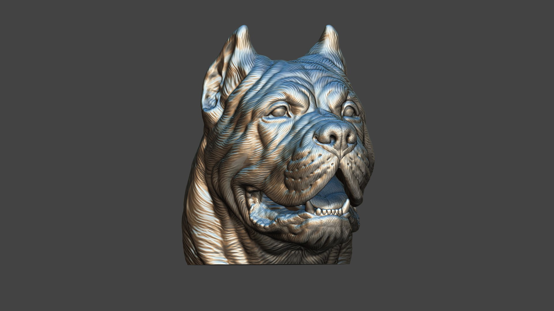 3D Canne Corso Bust Version 2 Model - TurboSquid 2258005
