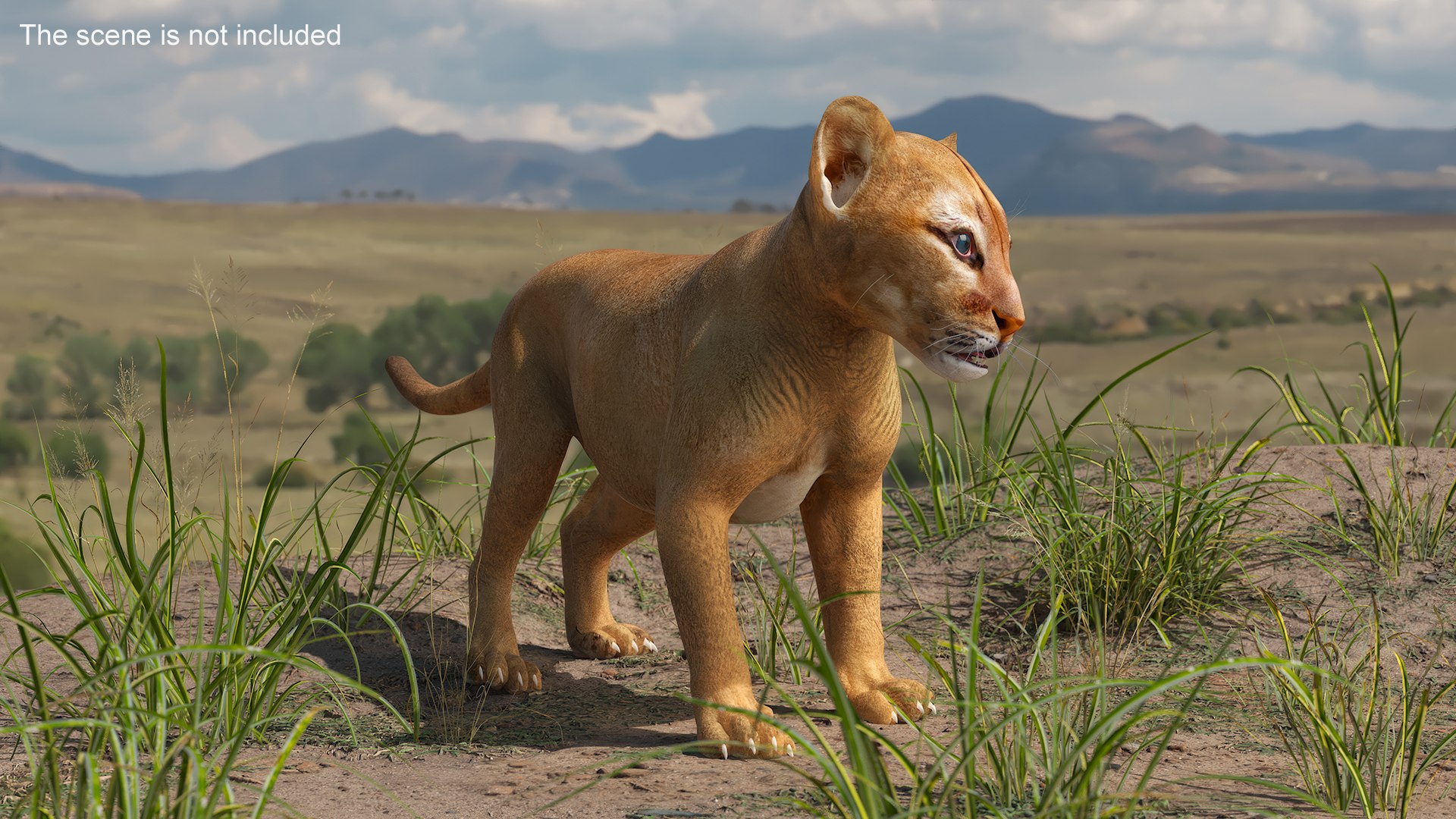 3D Model Baby Puma Cub - TurboSquid 2340137