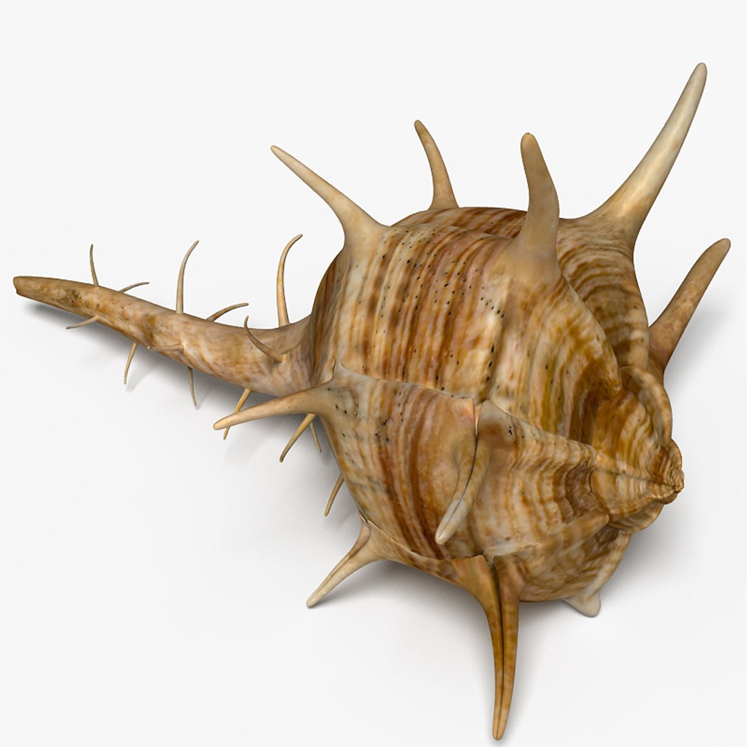 3d Max Seashell Murex
