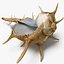 3d Max Seashell Murex