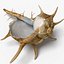 3d Max Seashell Murex