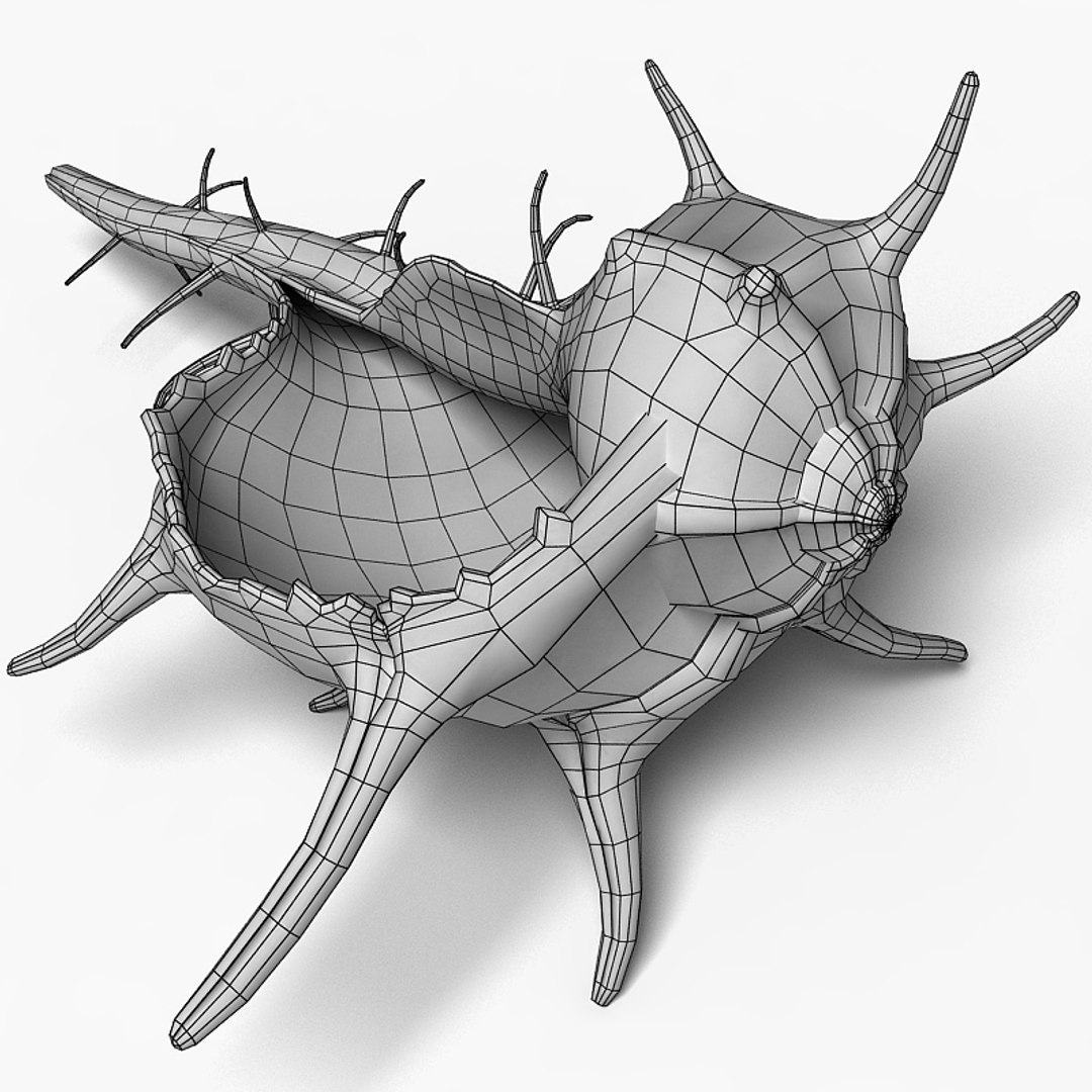 3d Max Seashell Murex