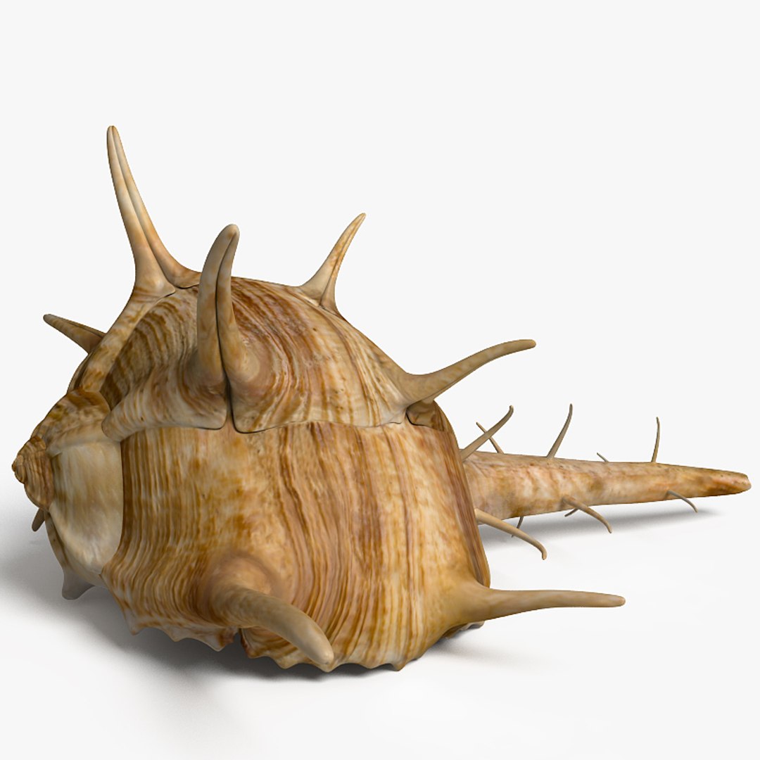 3d Max Seashell Murex