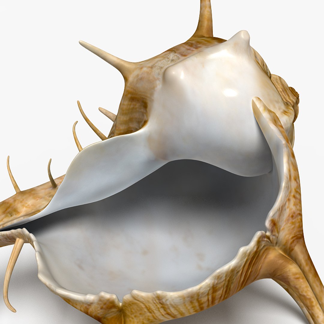 3d Max Seashell Murex