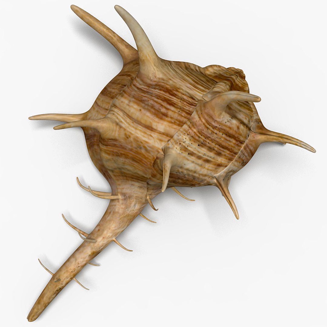 3d Max Seashell Murex