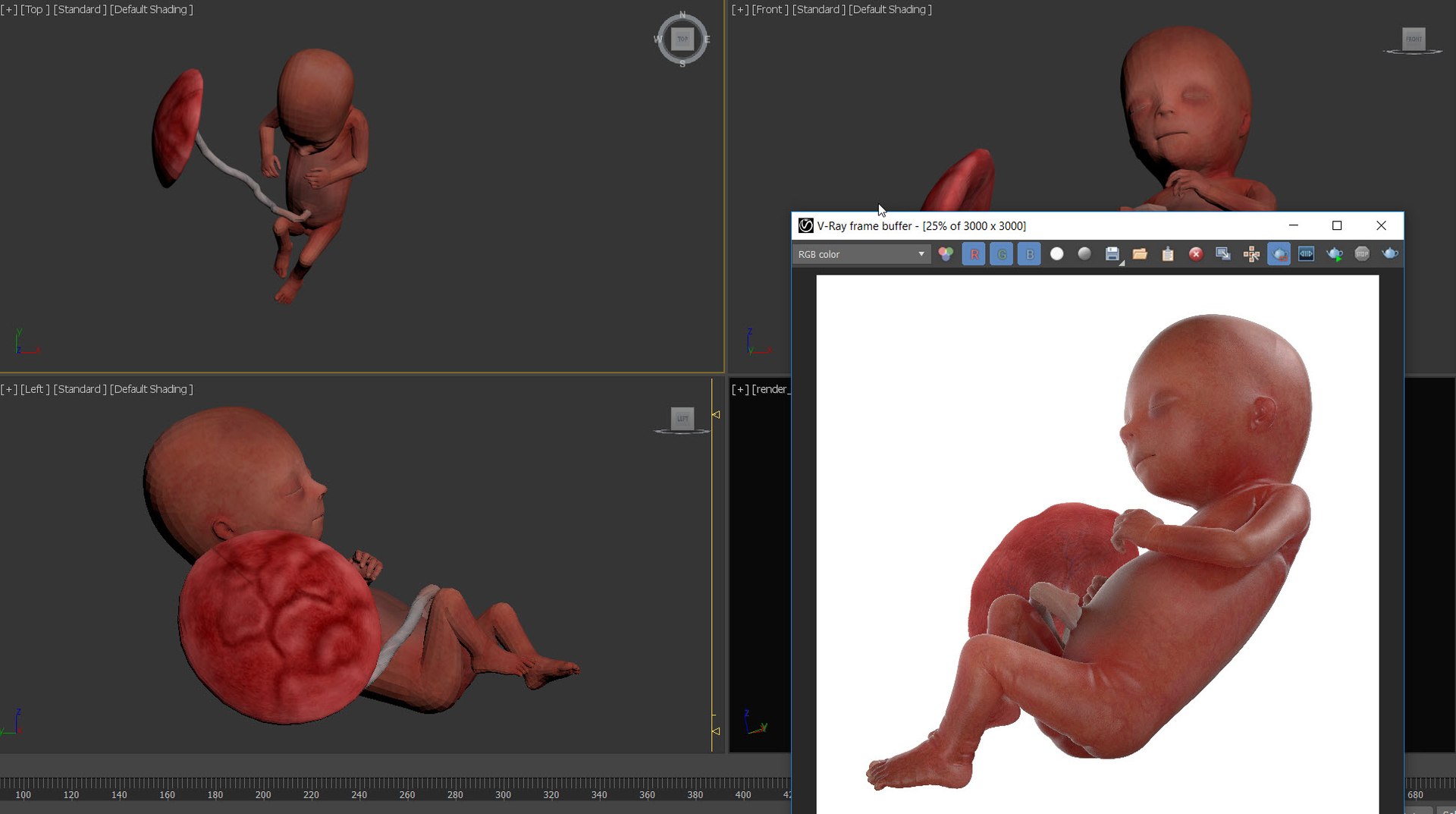3D Fetus Anatomy Week 15 Static model - TurboSquid 1844042