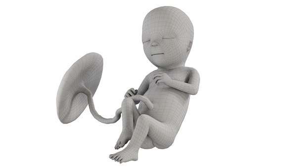 3D Fetus Anatomy Week 15 Static model - TurboSquid 1844042