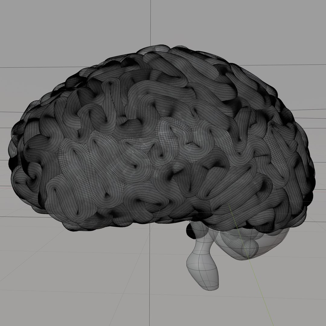 Human Brain 3D Model - TurboSquid 2116276