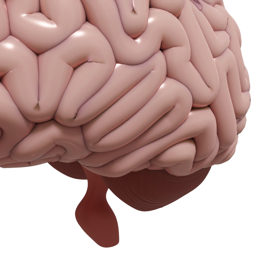 Human Brain 3D Model - TurboSquid 2116276
