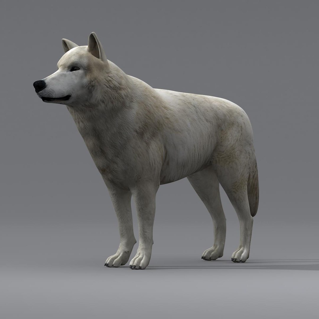 3d Model Arctic Wolf