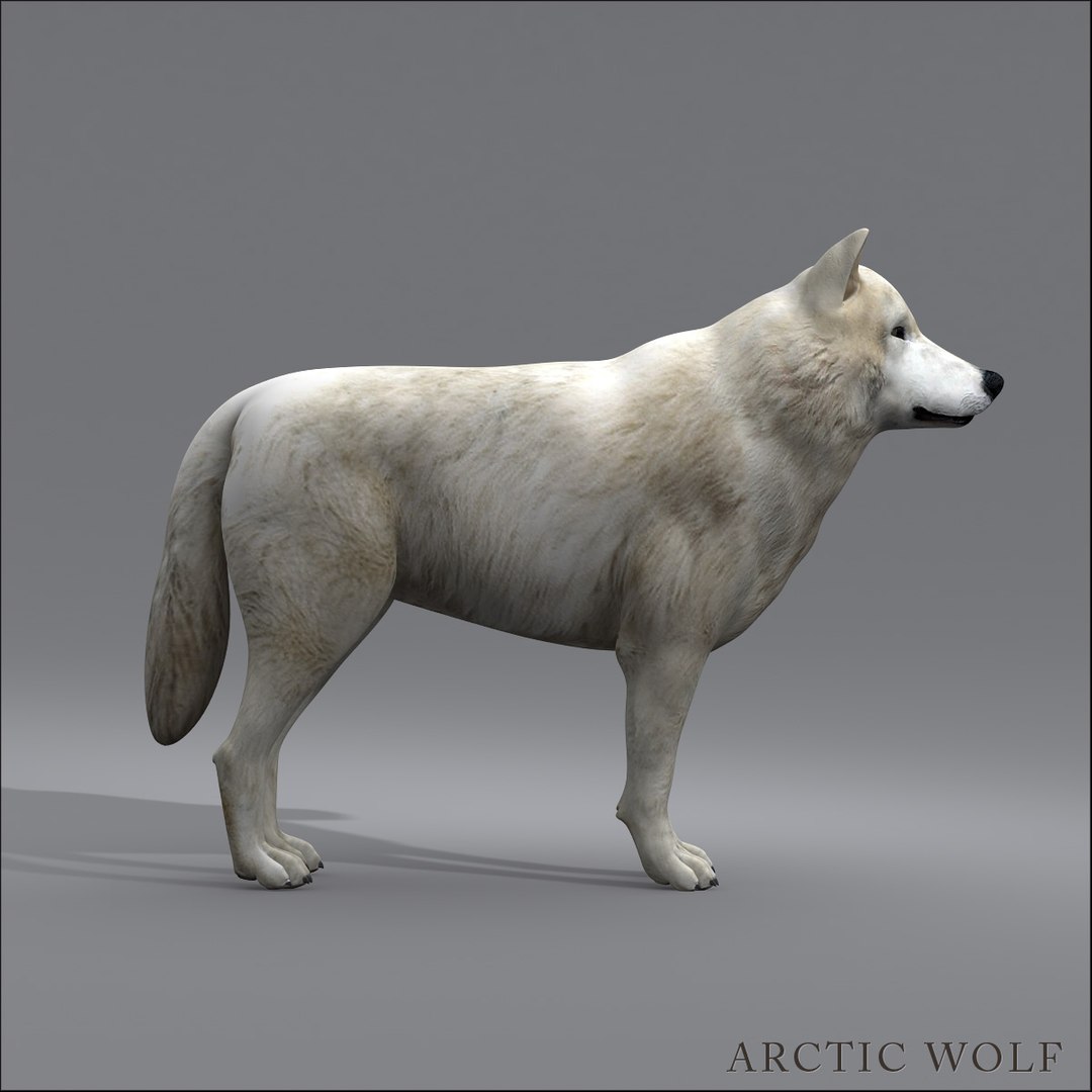 3d Model Arctic Wolf