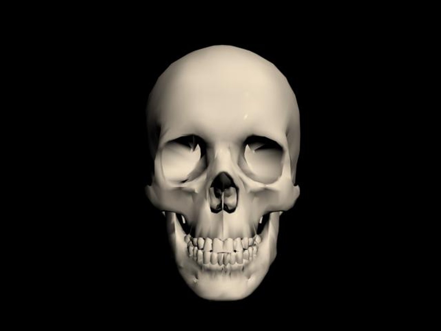 3d human skull